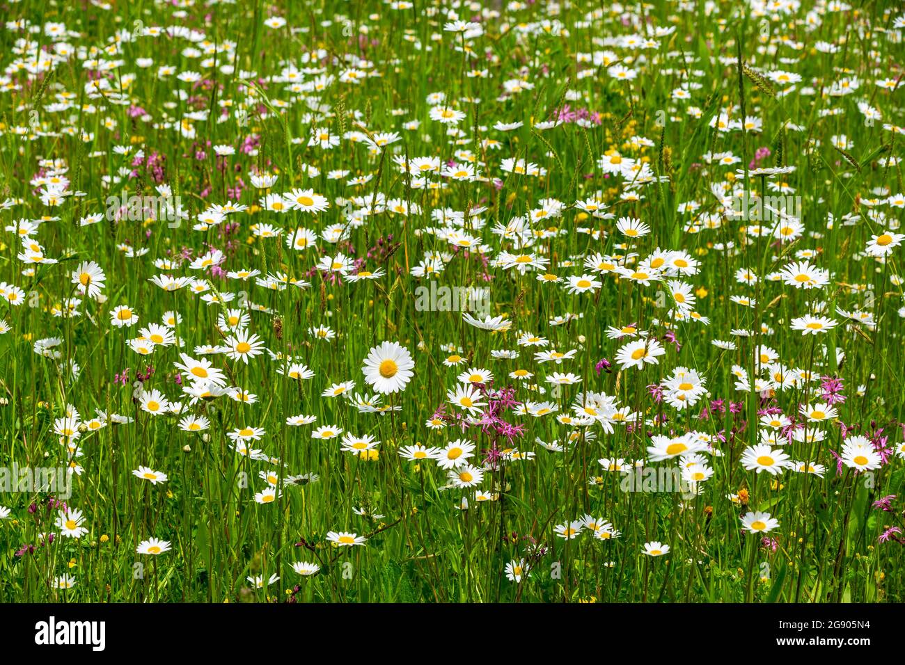 White wildflowers hi-res stock photography and images - Alamy