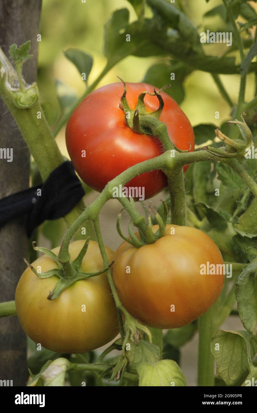 Underripe tomatoes hi-res stock photography and images - Alamy