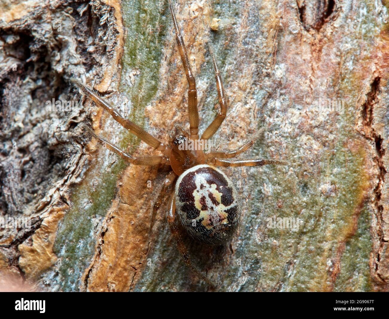 False Black Widow High Resolution Stock Photography and Images - Alamy