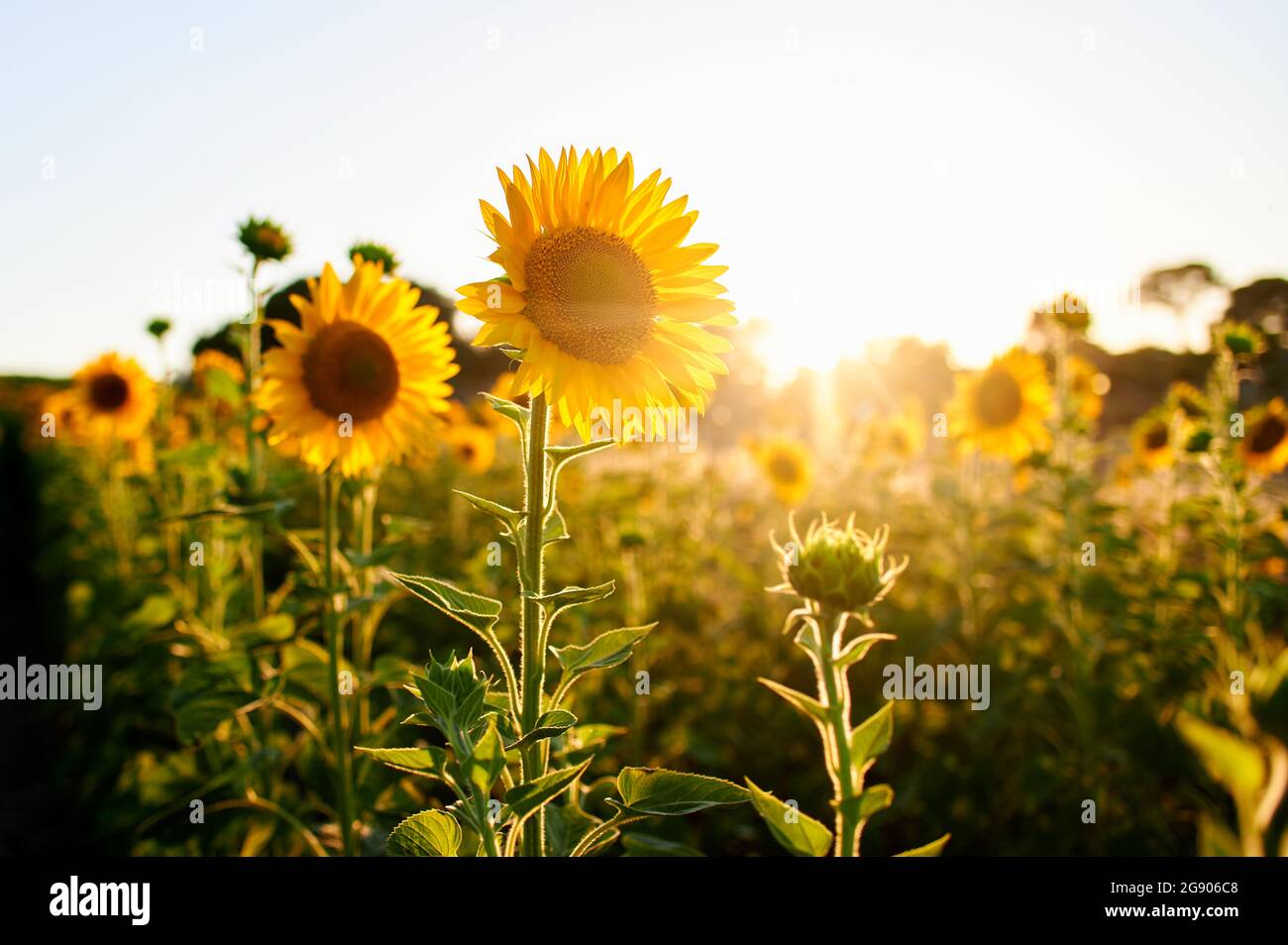 Bright yellow sunset hi-res stock photography and images - Alamy