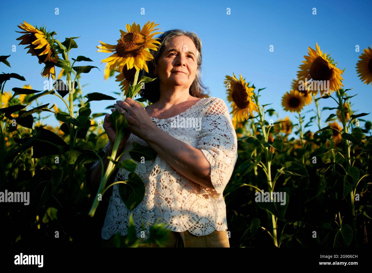 Person holding sunflower hi-res stock photography and images - Alamy