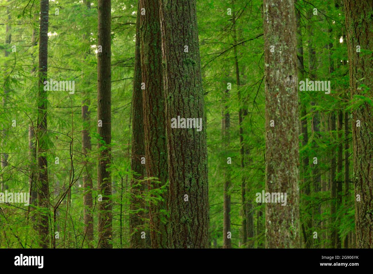 a exterior picture of an Pacific Northwest forest Stock Photo - Alamy