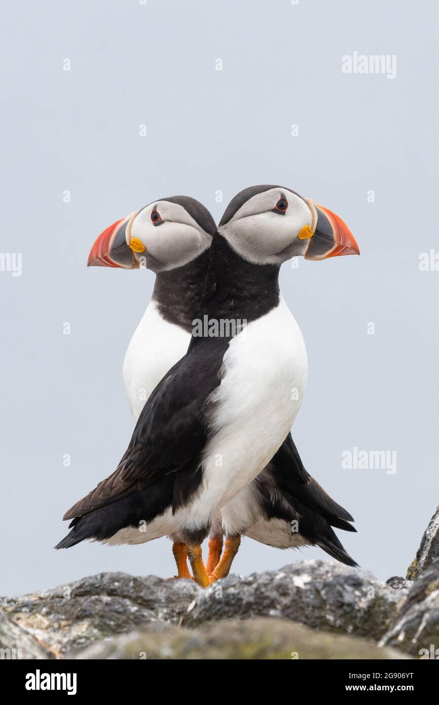 Double Puffin! Two Atlantic puffins looking as one facing in opposite ...