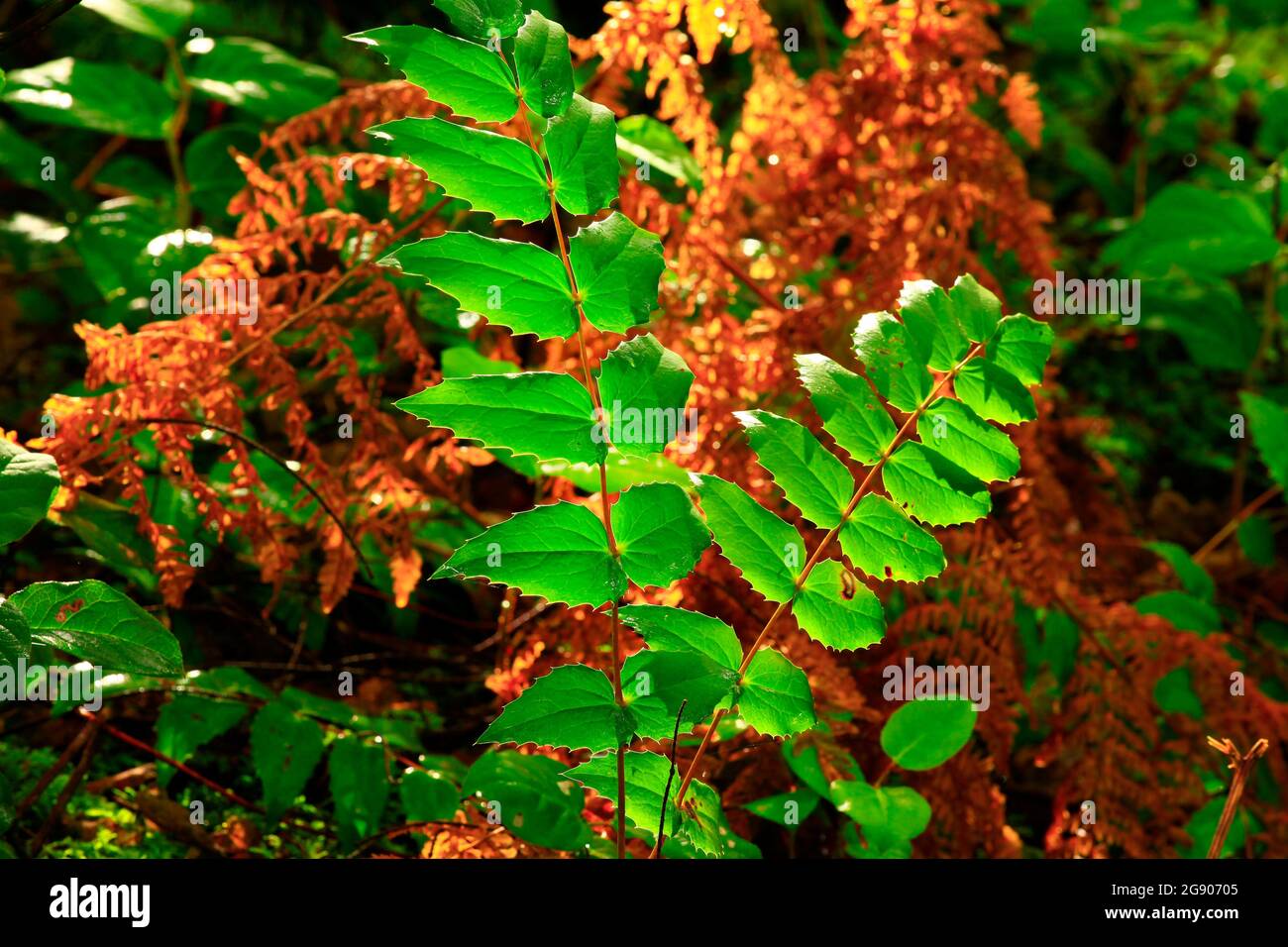 a exterior picture of an Pacific Northwest forest with Oregon grape ...