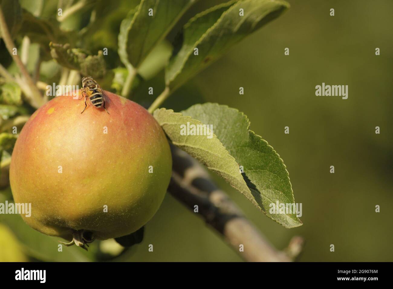 growing red apple with a bee on it Stock Photo - Alamy