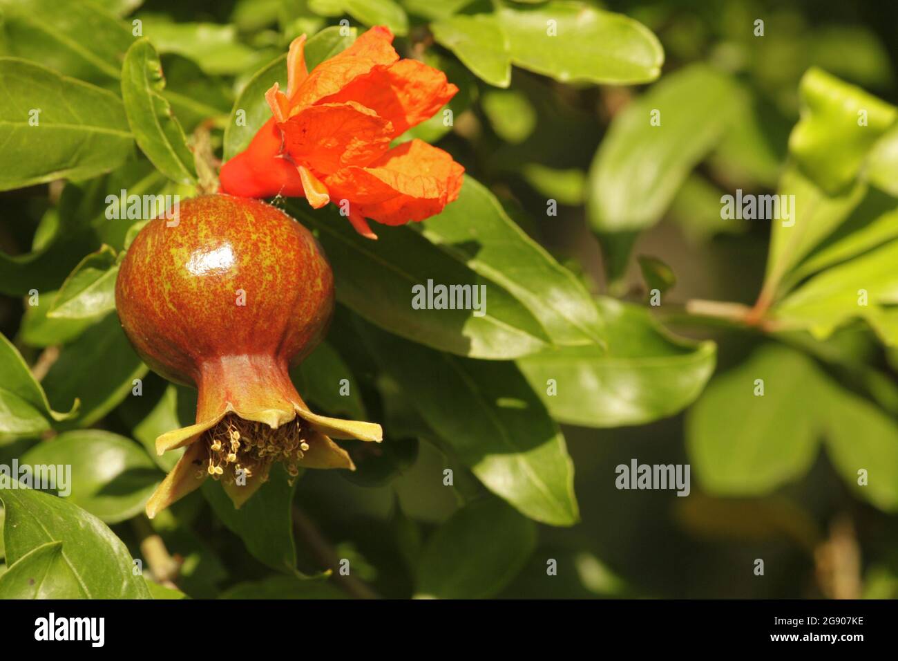 pomegranate and garnet, nature, fruit Stock Photo - Alamy