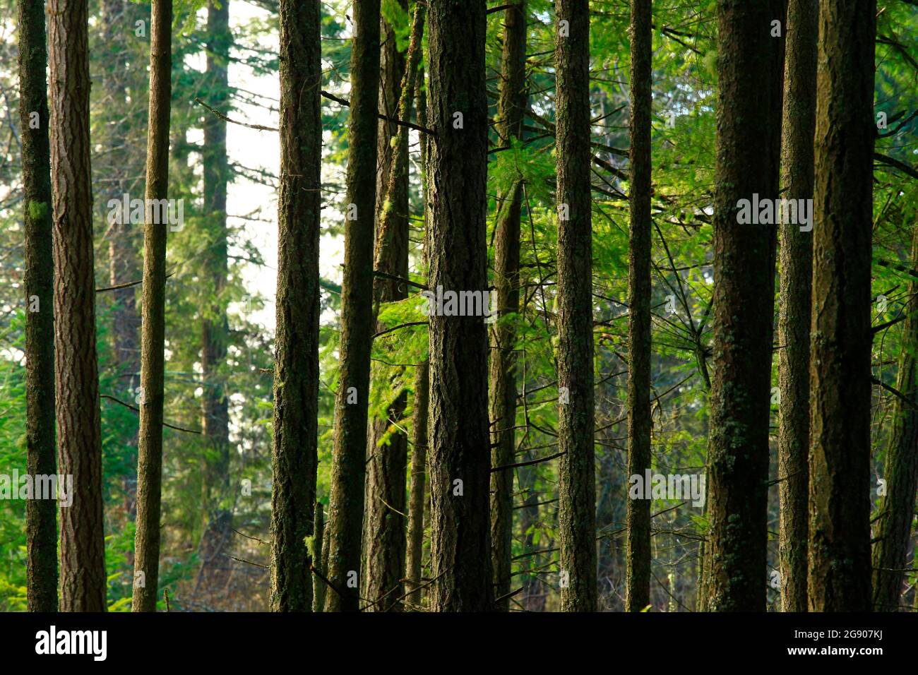 Forest with fir trees hi-res stock photography and images - Alamy
