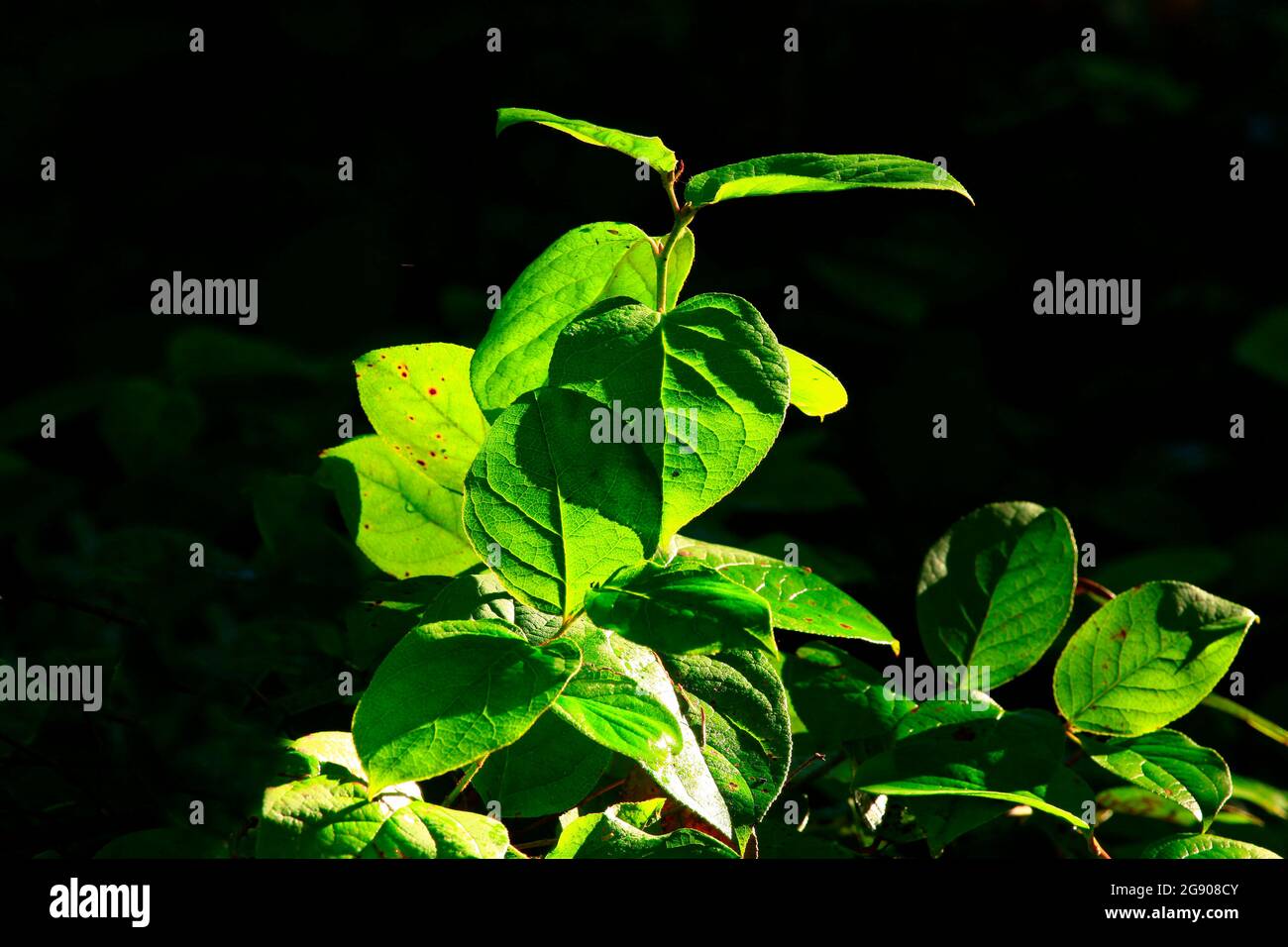 Salal plants hi-res stock photography and images - Alamy