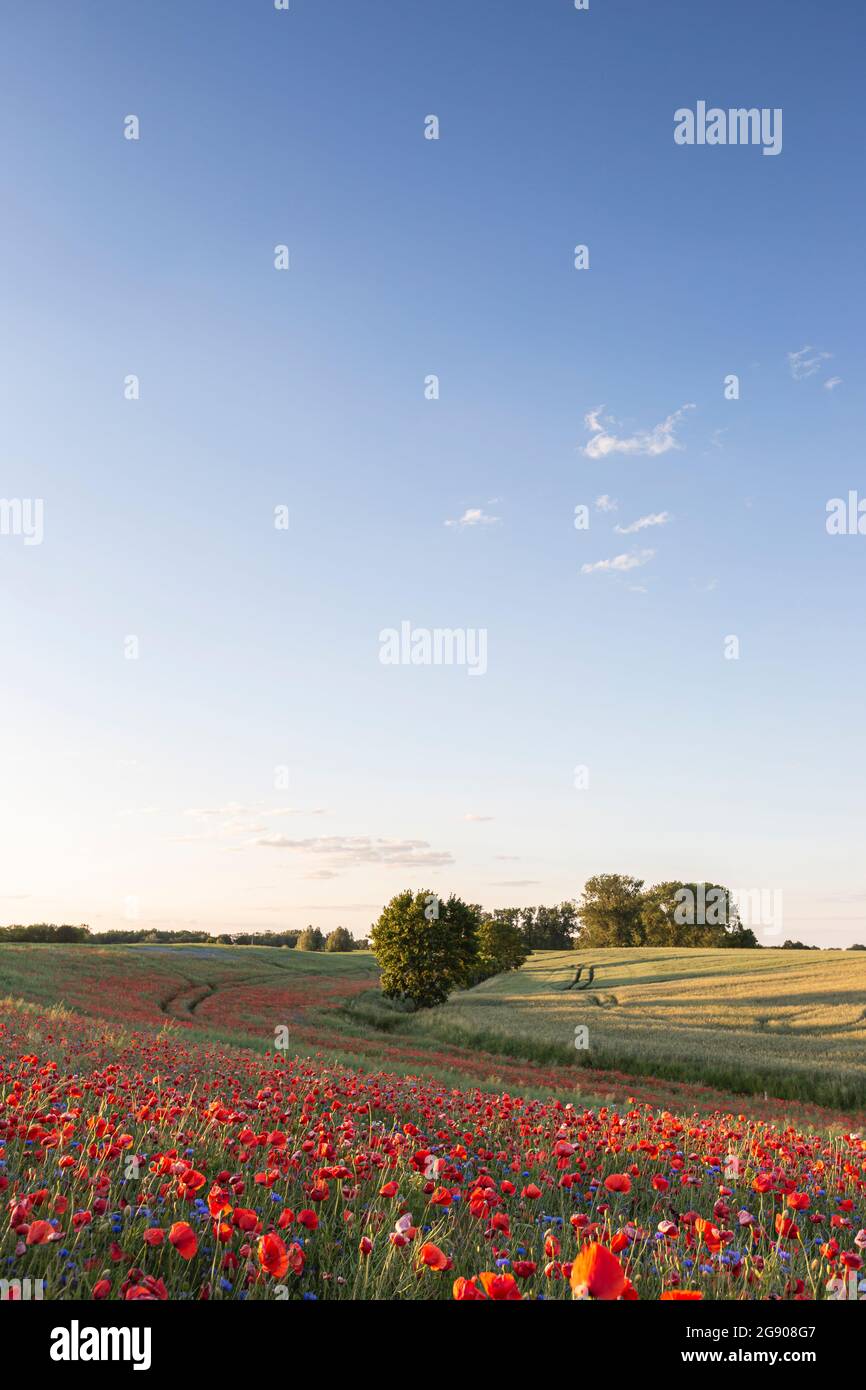 Sky over poppies blooming in countryside meadow at dusk Stock Photo - Alamy