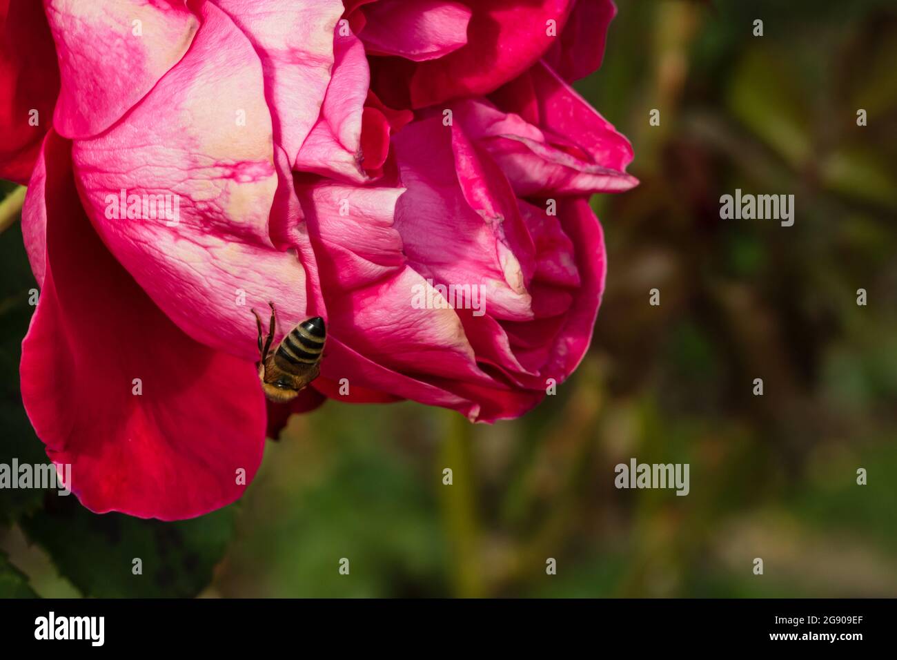 Bee on colorful rose petals isolated in garden with copy space. Rose ...