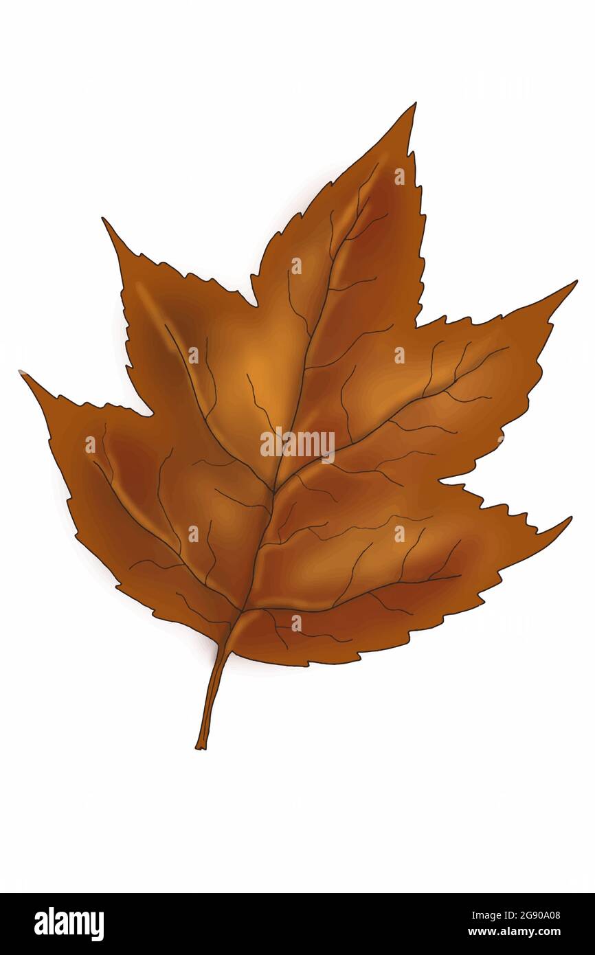 Brown Leaves Cartoon