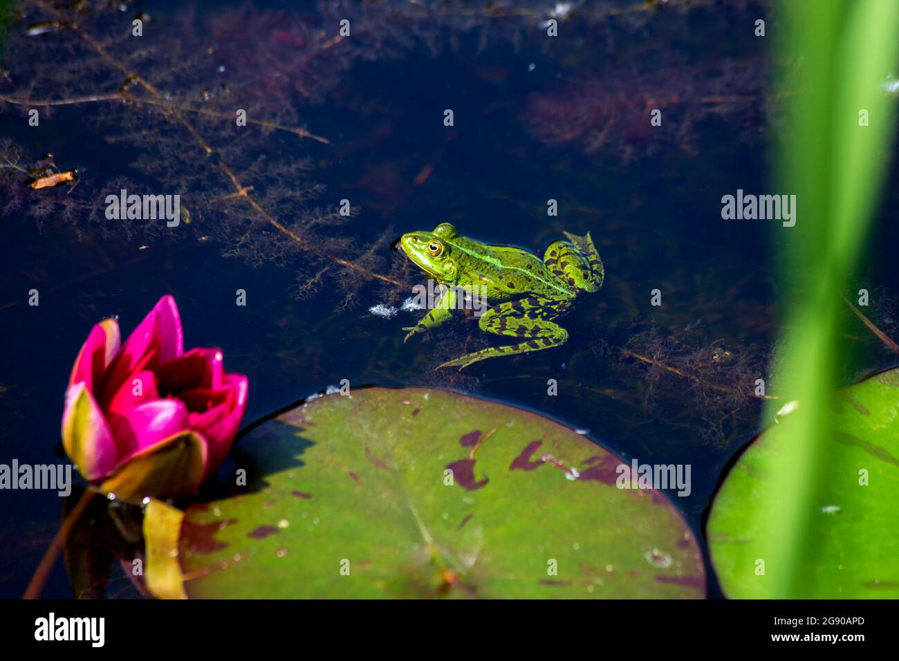 Green frog sitting in pond beside water lily Stock Photo - Alamy