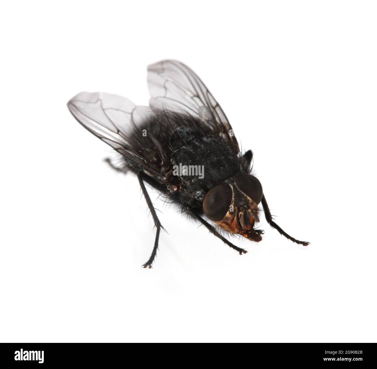 Home-fly isolated on white Stock Photo - Alamy