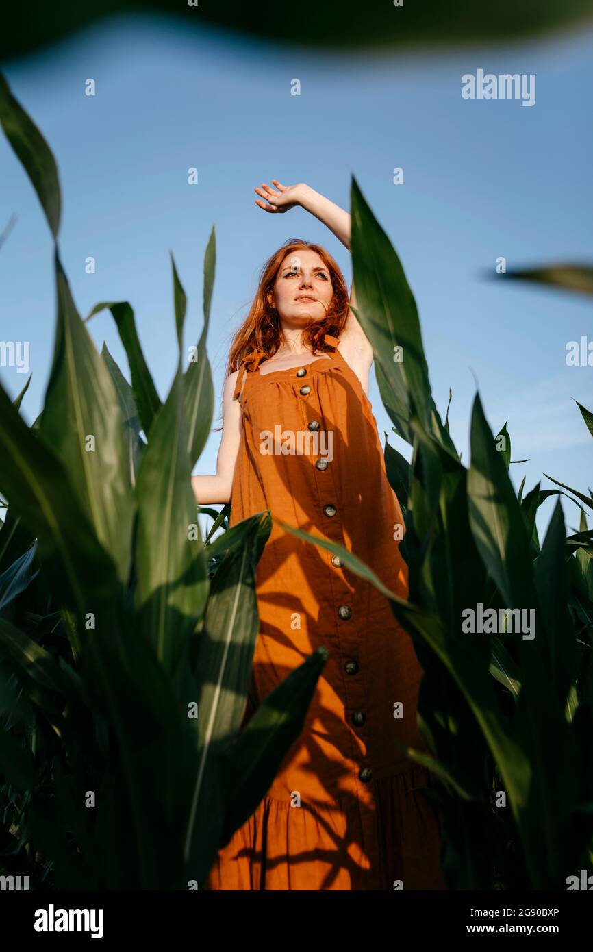 Contemplating woman with hand raised standing in corn field Stock Photo ...