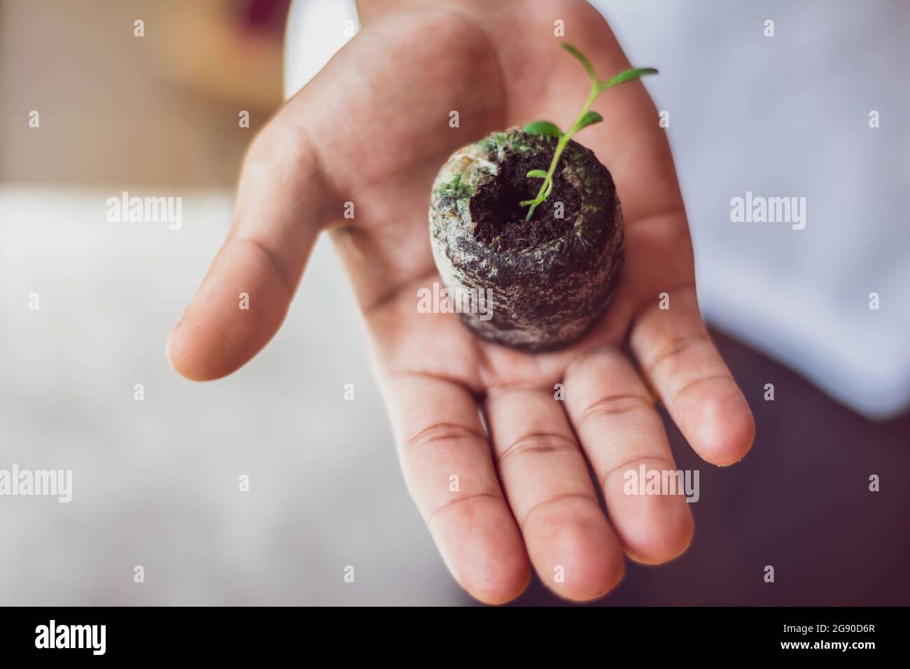 Seedling In Hand