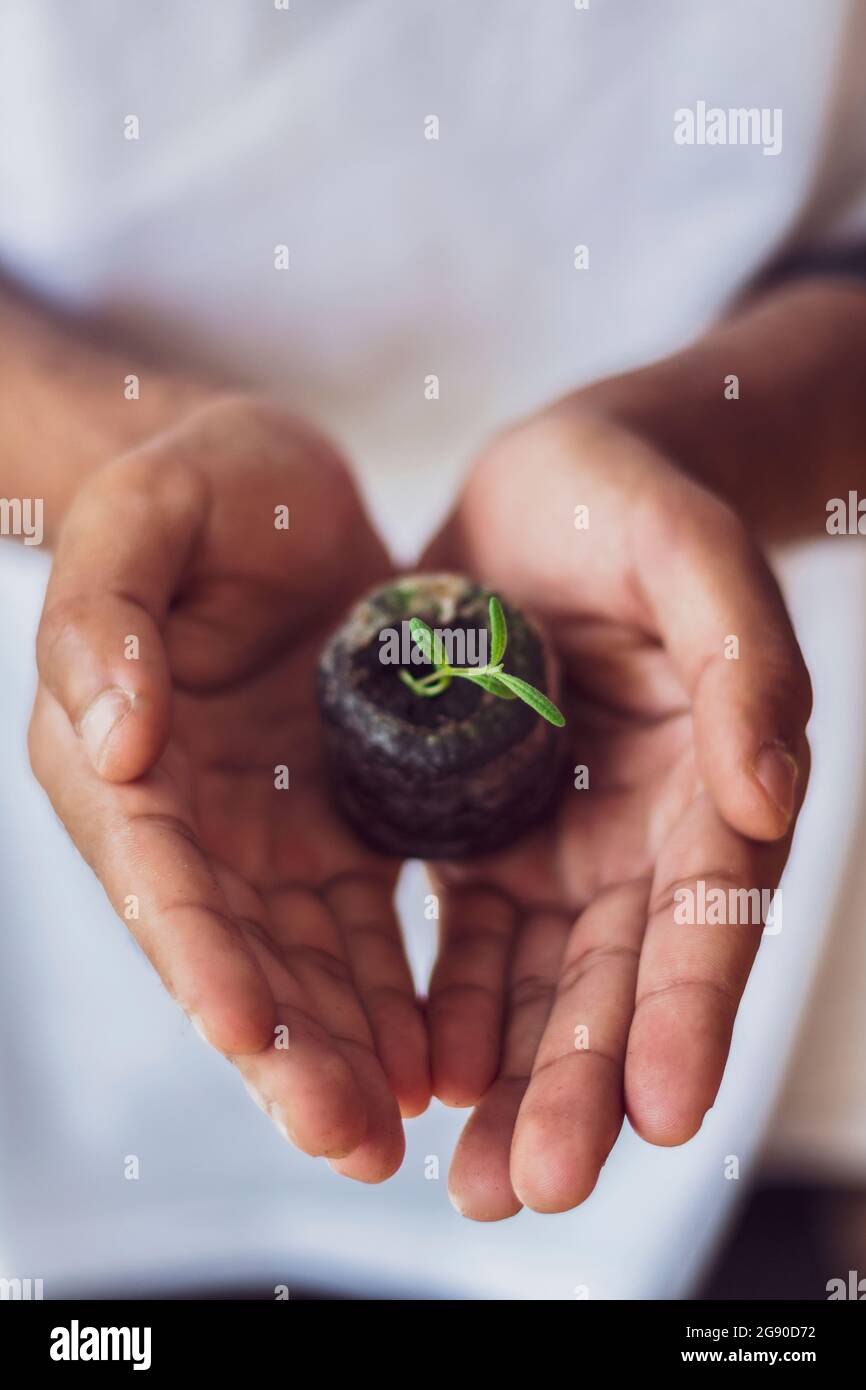 Hands cupped seedling hi-res stock photography and images - Alamy