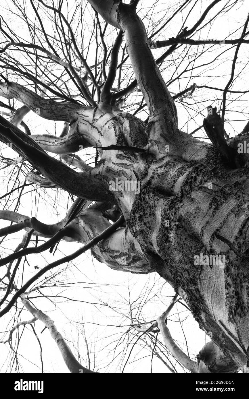 Big, bent, leafless tree with many branches seen from below on winter ...