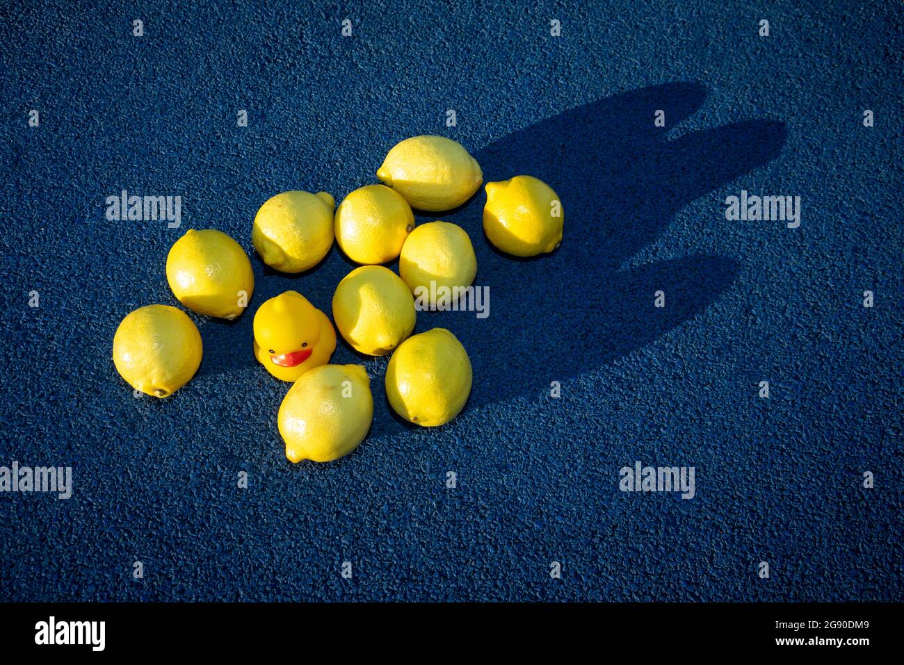 Artificial yellow toy duck with fresh lemons on blue surface at ...