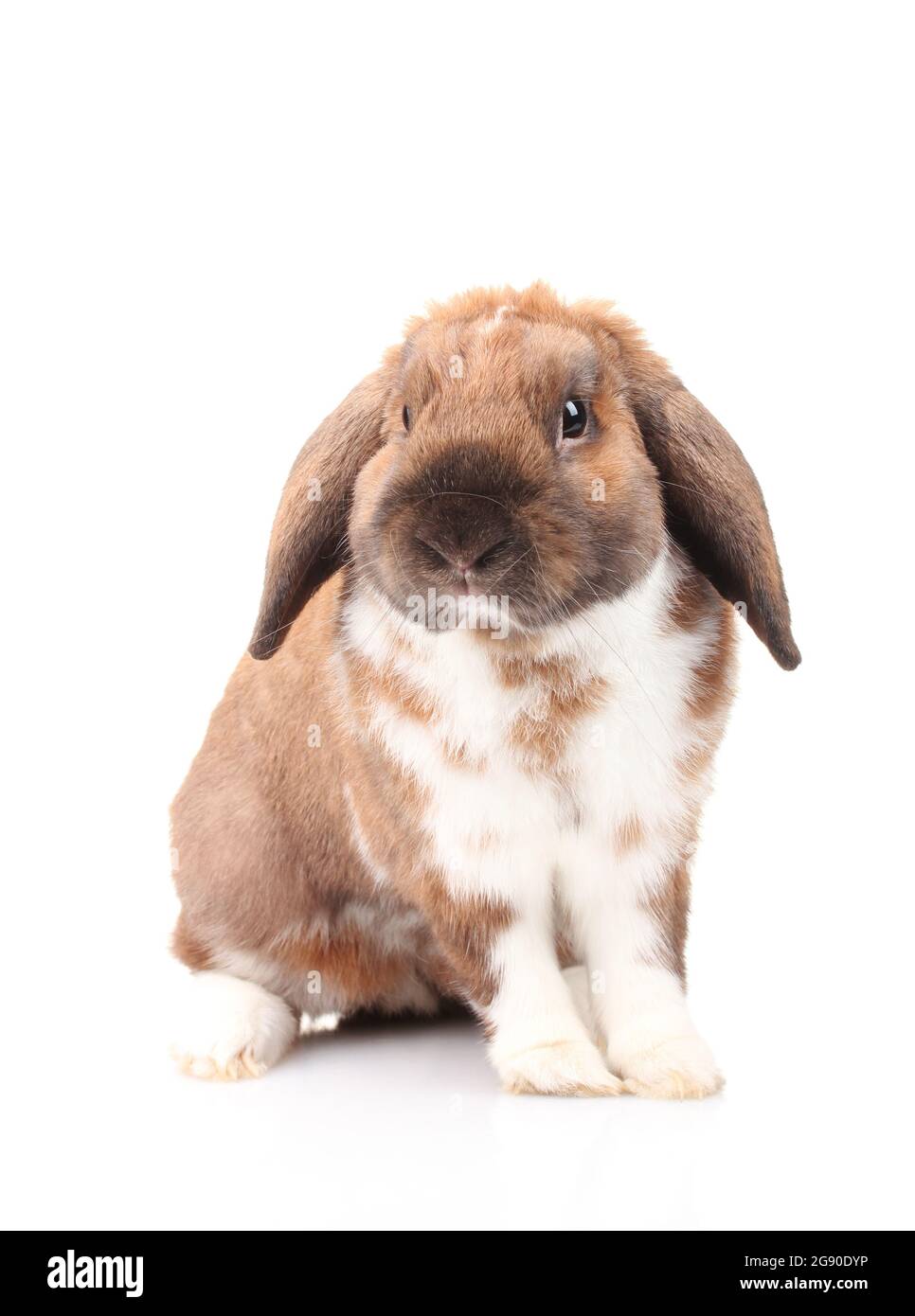 Lop-eared rabbit isolated on white Stock Photo - Alamy
