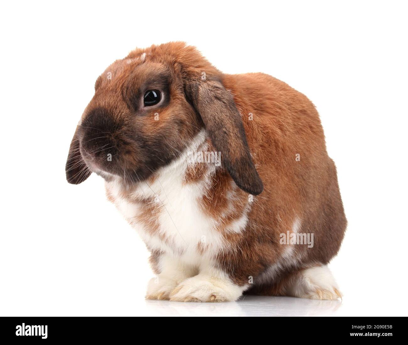 Lop-eared rabbit isolated on white Stock Photo - Alamy