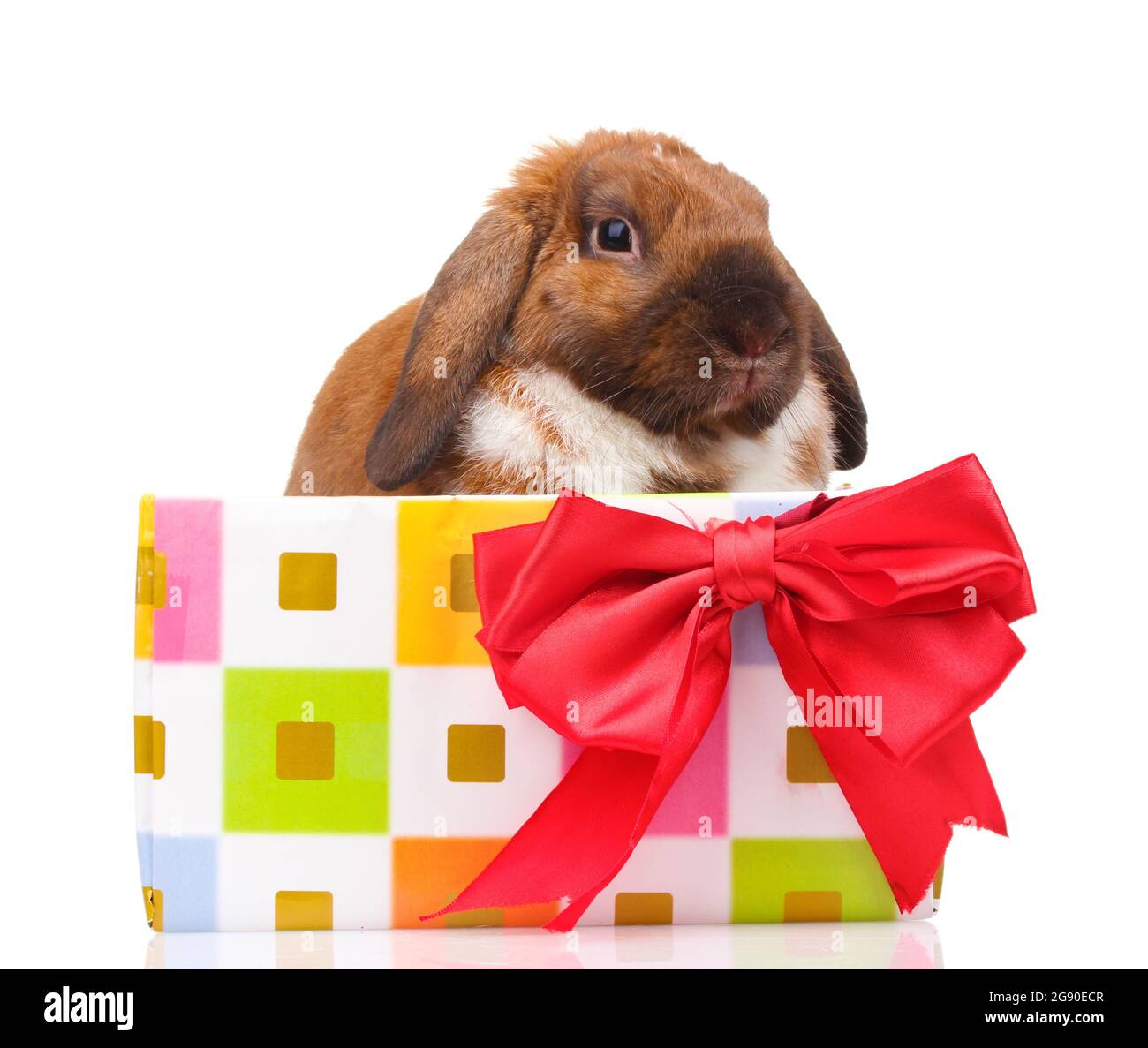 Lop-eared rabbit in a gift box with red bow isolated on white Stock ...