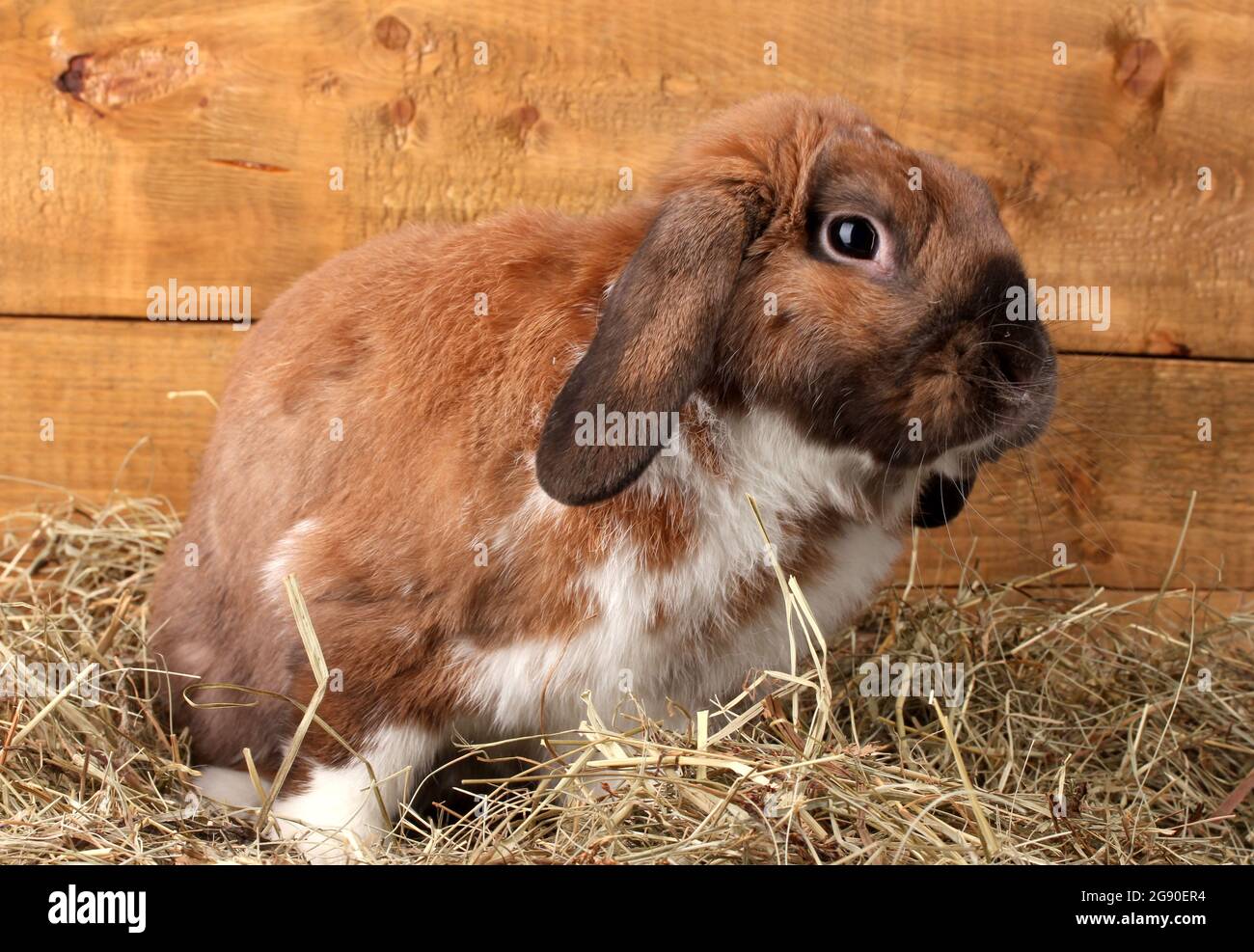 Lop-eared rabbit in a haystack on wooden background Stock Photo - Alamy