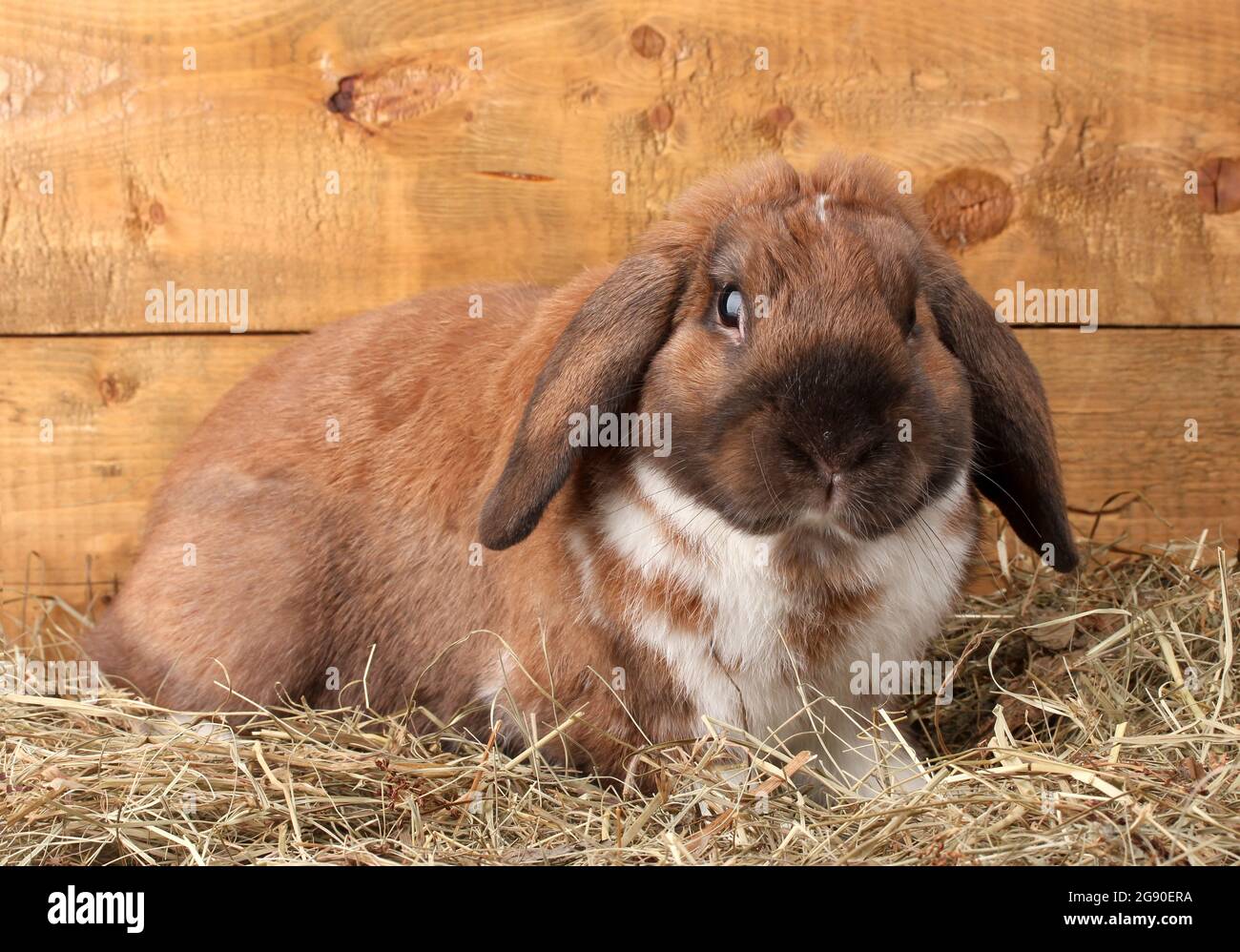 Lop-eared rabbit in a haystack on wooden background Stock Photo - Alamy