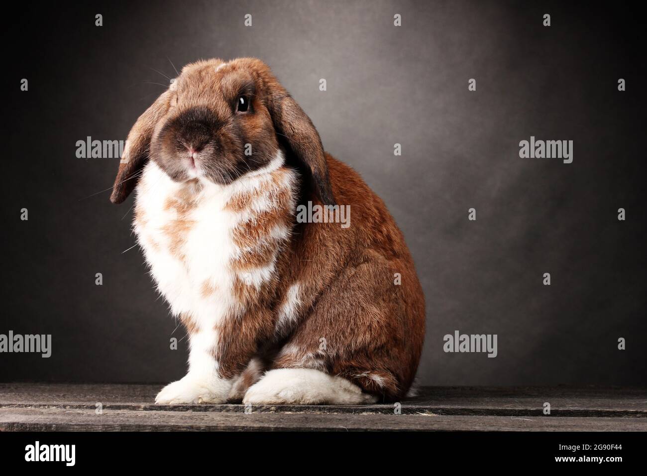 Lop-eared rabbit on grey background Stock Photo - Alamy
