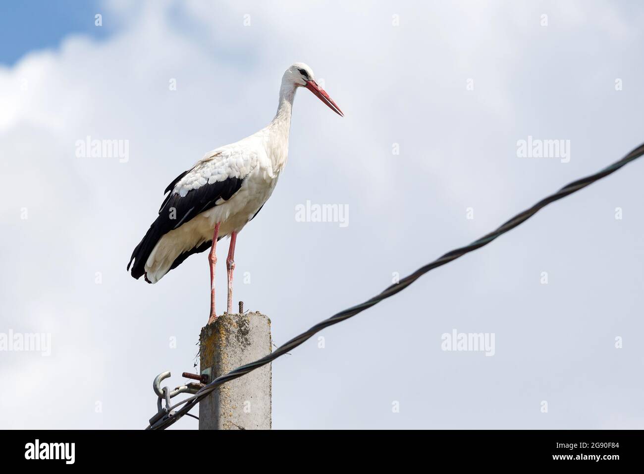 White stork standing on the pillar in Belarus in summer Stock Photo - Alamy
