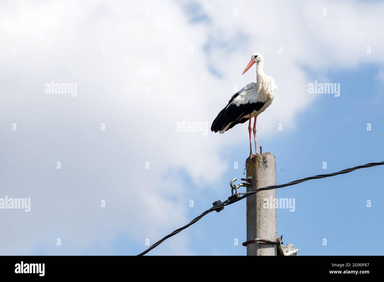 White stork standing on the pillar in Belarus in summer Stock Photo - Alamy