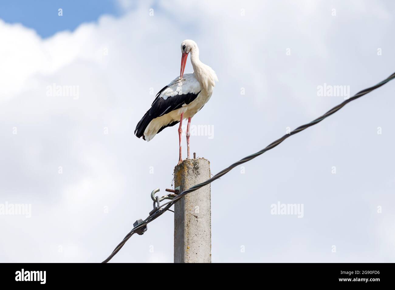 Stork of belarus hi-res stock photography and images - Alamy