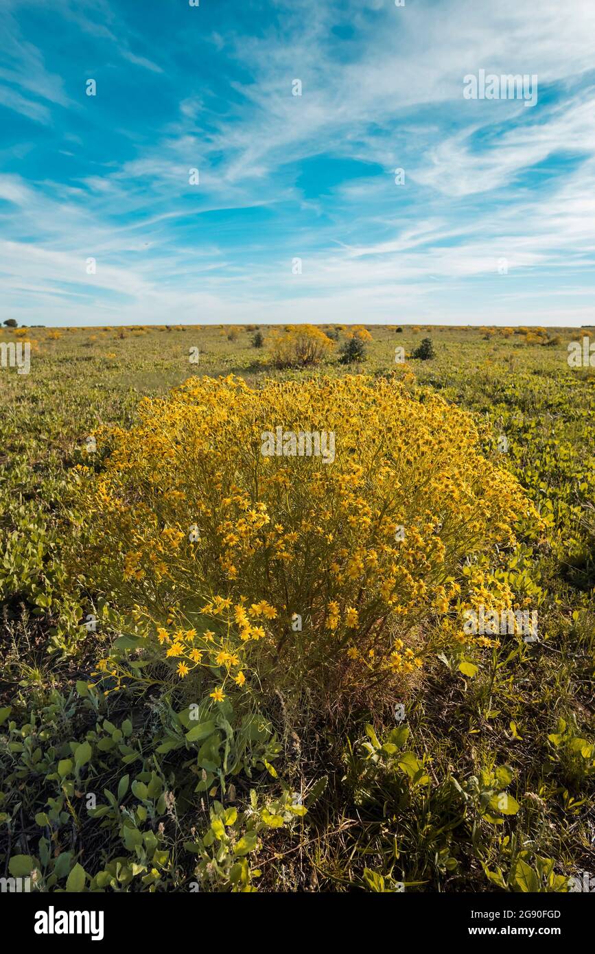 Pampas countryside landscape in spring, La Pampa Province, Patagonia ...