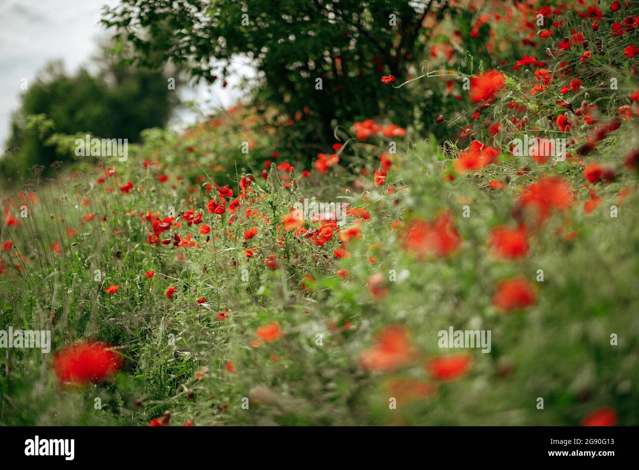 A close up of a flower garden Stock Photo - Alamy