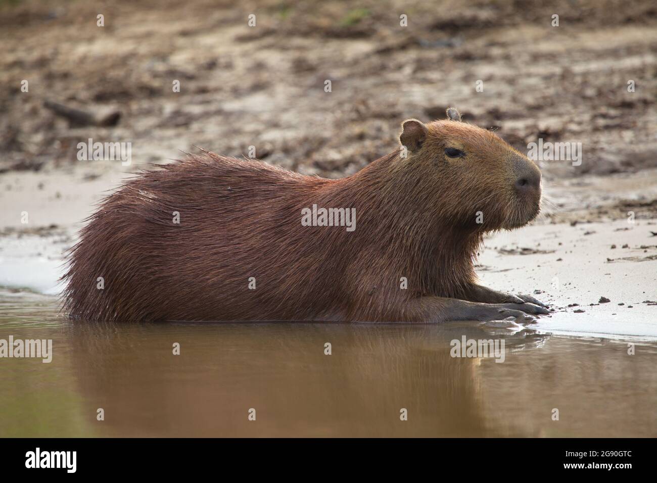 Capybara’s webbed feet hi-res stock photography and images - Alamy