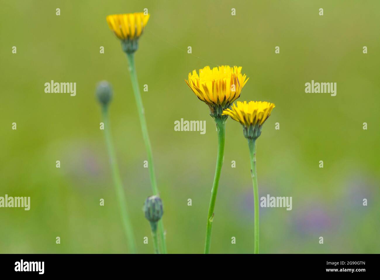 Wild flora, flowers in spring in the Pampas landscape, La Pampa ...