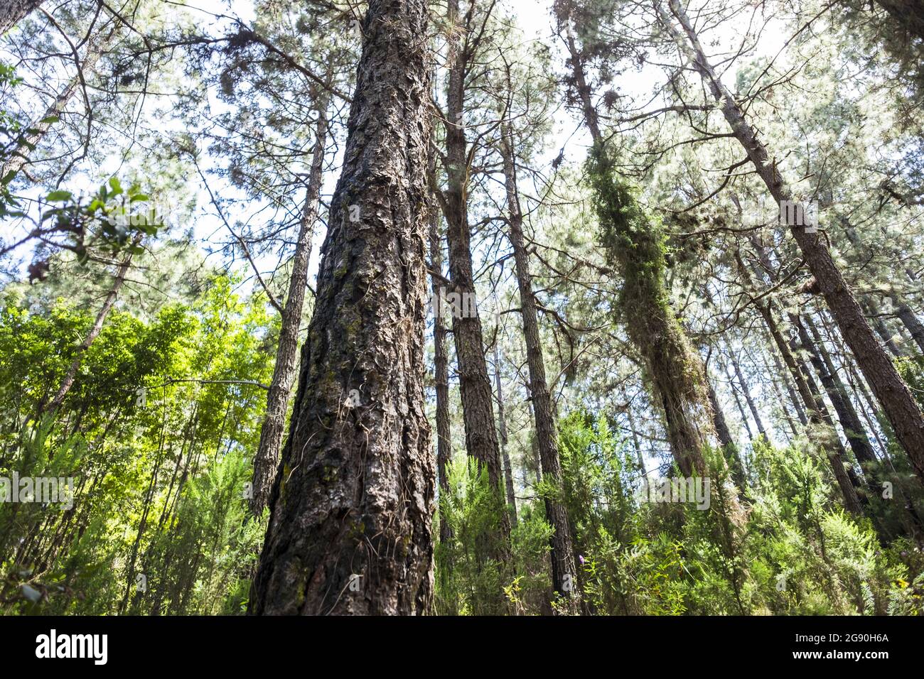 Sunlight on tall trees in forest Stock Photo - Alamy