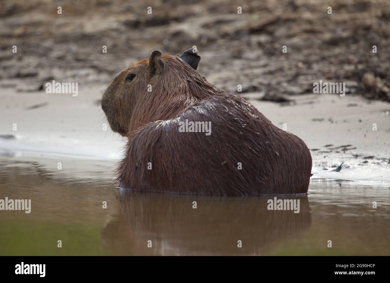Capybara’s webbed feet hi-res stock photography and images - Alamy