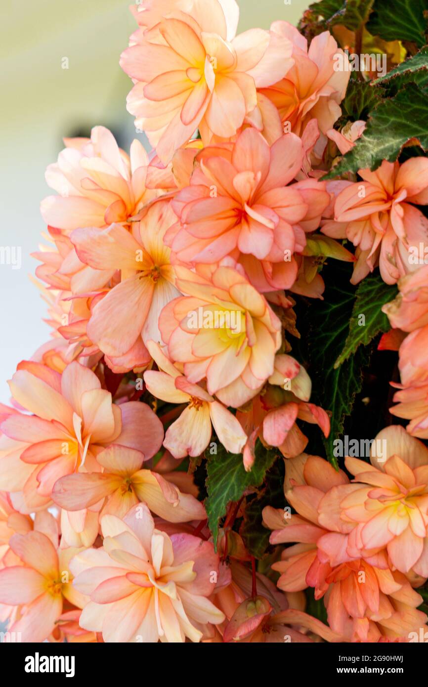 Begonia border hi-res stock photography and images - Alamy