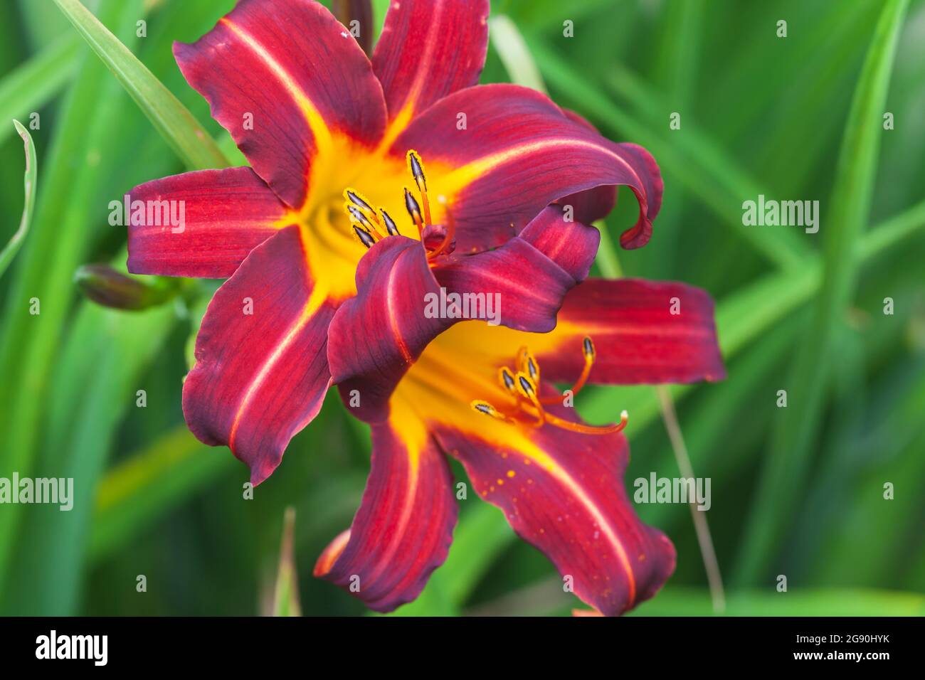 Yellow red lily flowers grow in a garden, close up photo with selective ...