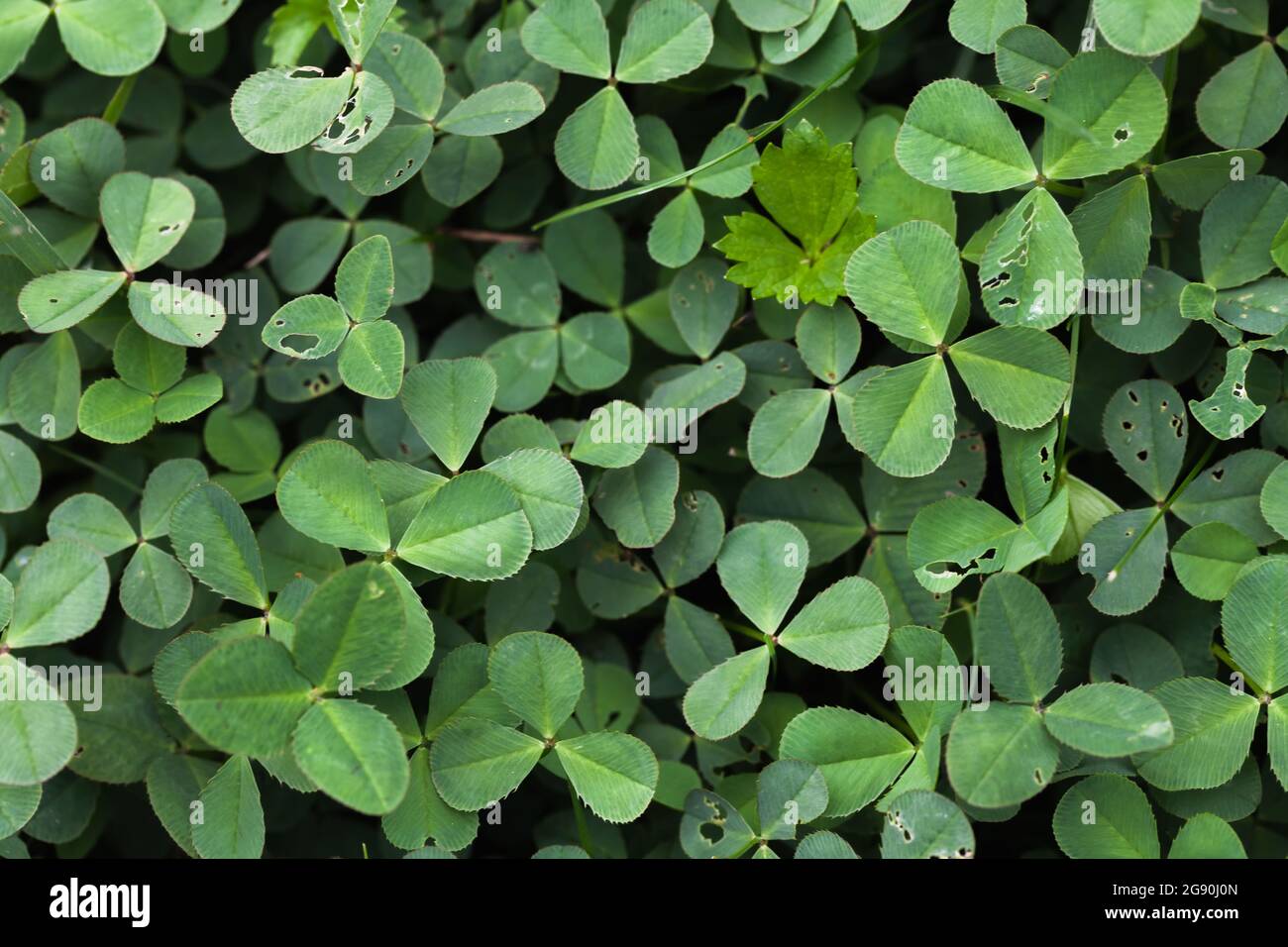 Wild fresh green clover leaves top view, background photo texture Stock ...