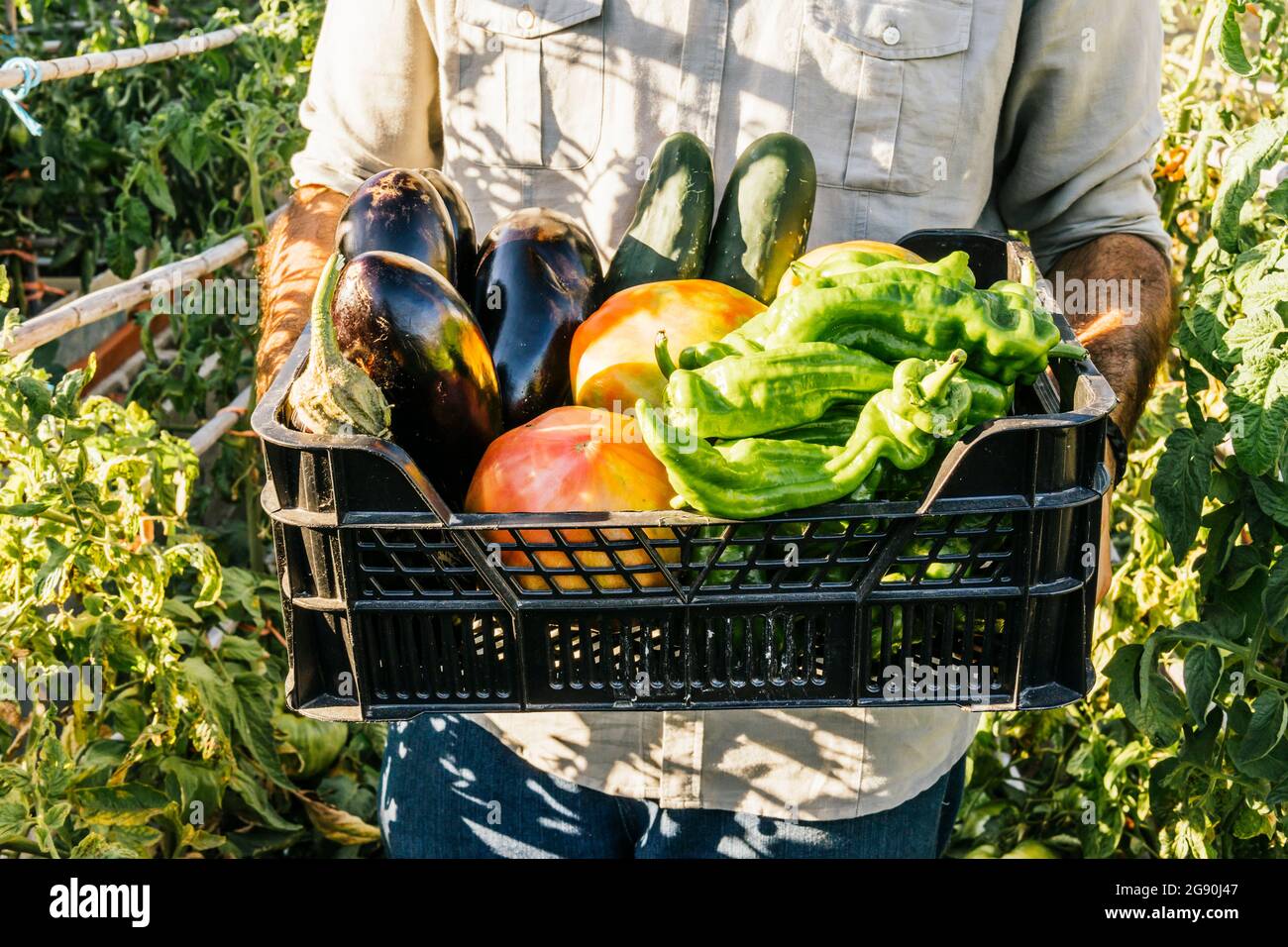 Man carrying crate of fresh vegetables in organic garden Stock Photo ...