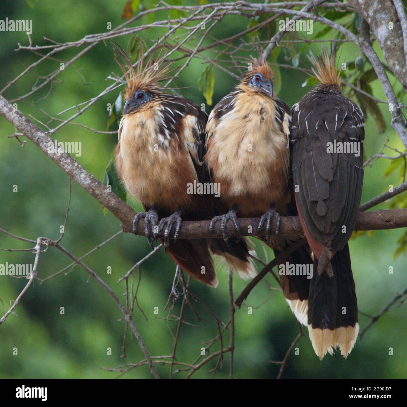 Closeup of colorful Hoatzin (Opisthocomus hoazin) birds sitting ...