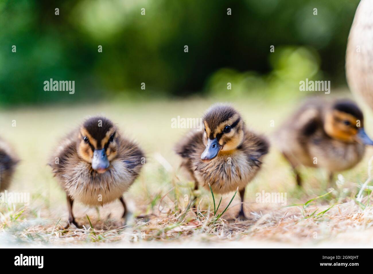 Ducklings on grass Stock Photo - Alamy