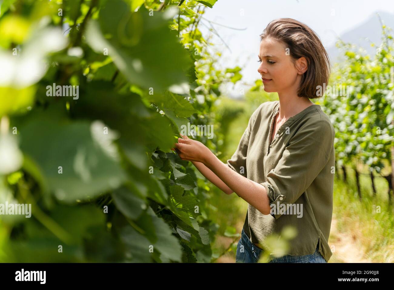 Woman checking vine plant while standing at field Stock Photo - Alamy