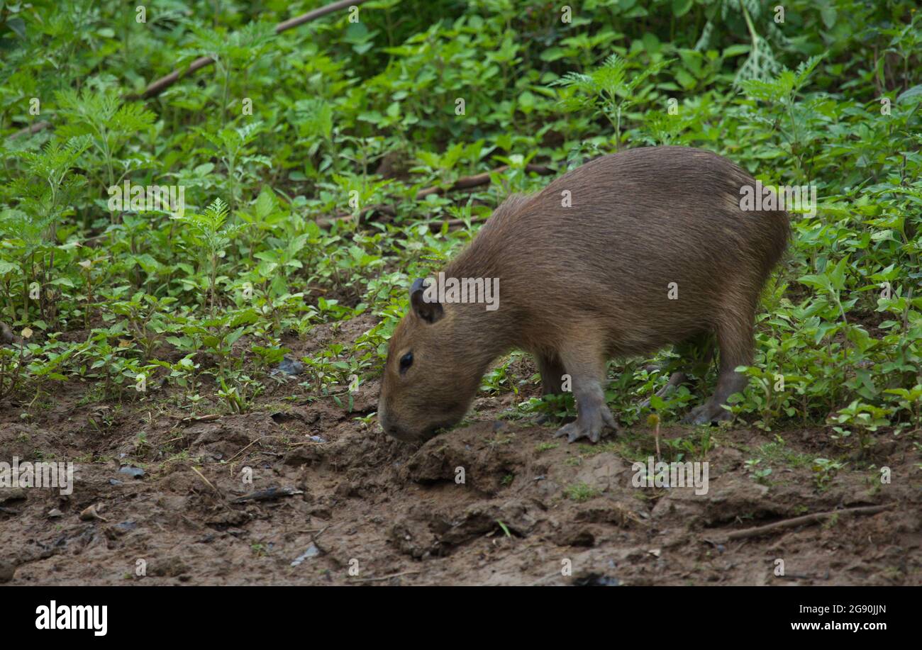 Capybara’s webbed feet hi-res stock photography and images - Alamy