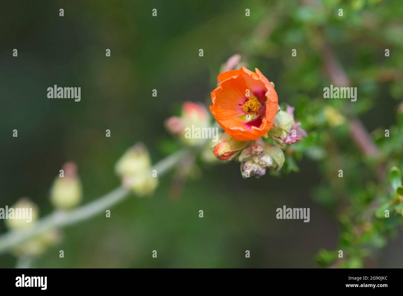 Wild flora, flowers in spring in the Pampas landscape, La Pampa ...