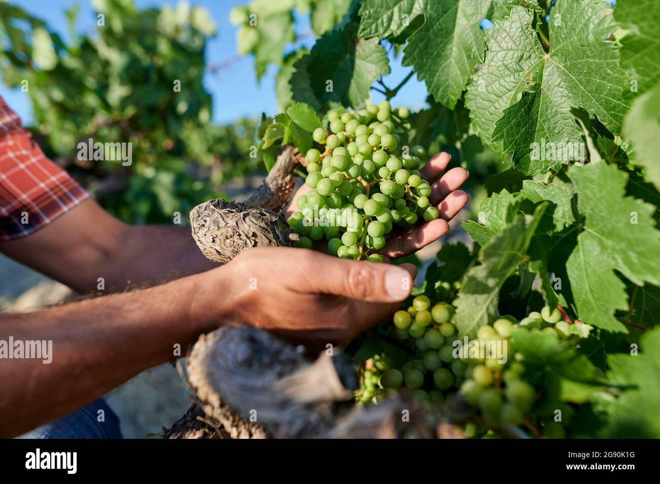 Man holding bunch of grapes hi-res stock photography and images - Alamy