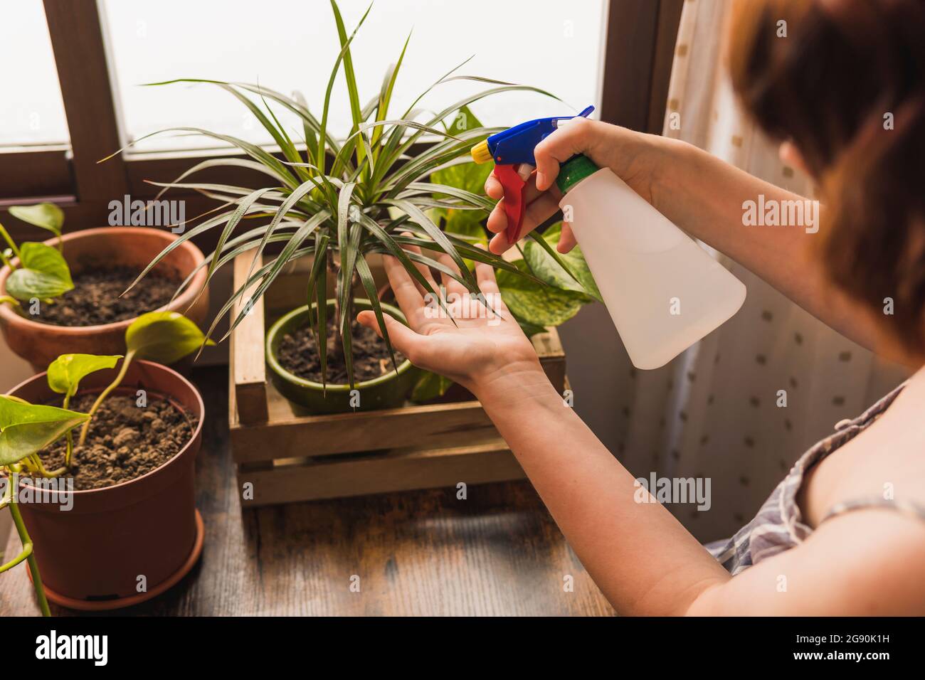 Spraying house plants spray hi-res stock photography and images - Alamy