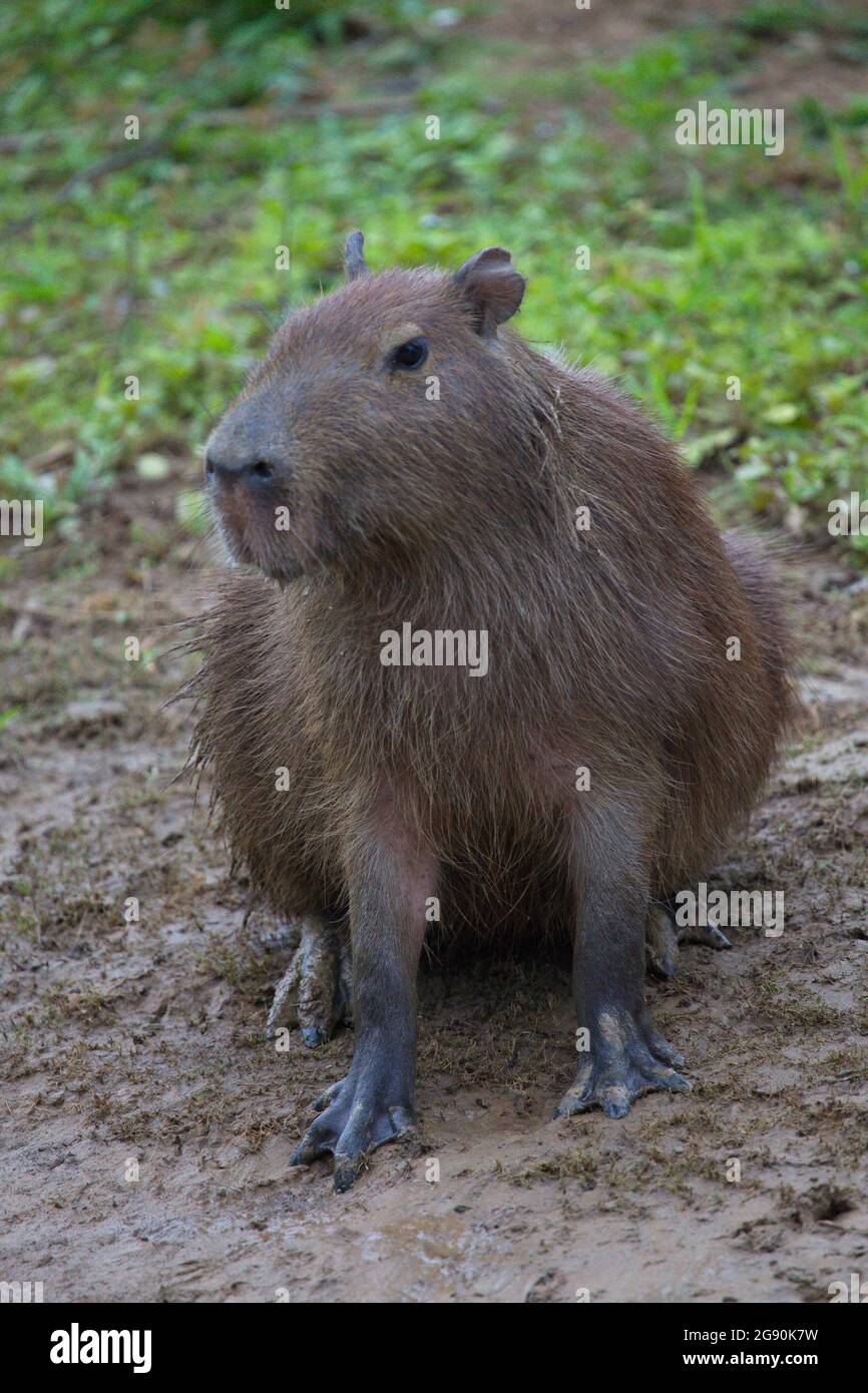 Closeup head on portrait of Capybara (Hydrochoerus hydrochaeris ...