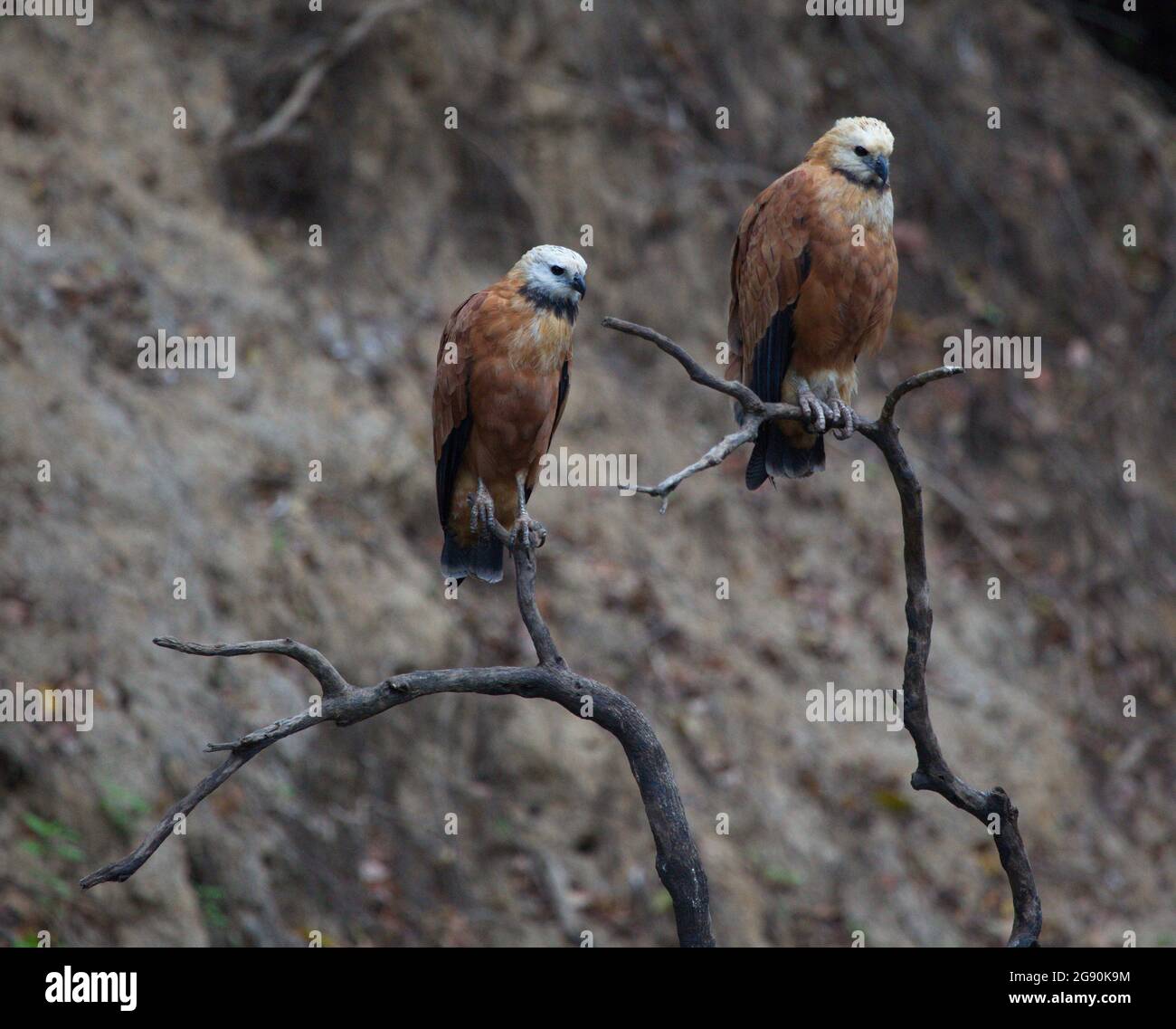Closeup of two Black-collared Hawks (Busarellus nigricollis) sitting on ...